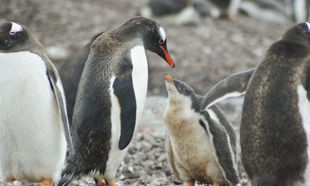 Penguen Hakkında Bilgi - Cicicee
