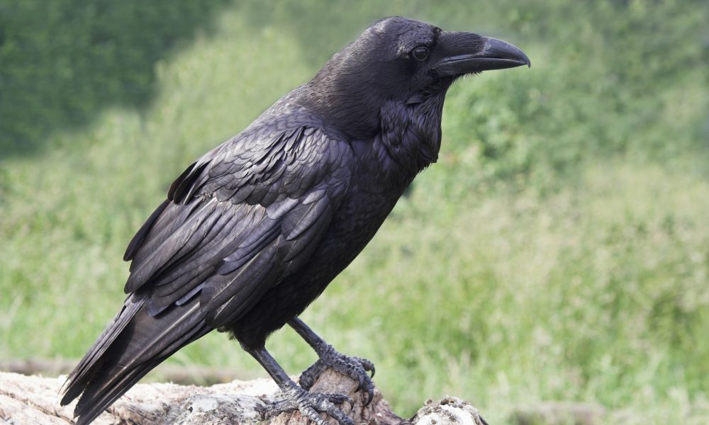 Karga - Cicicee
