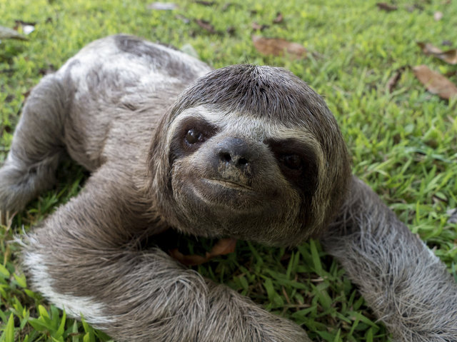 Tembel Hayvan - Konuşan Hayvanlar - Cicicee