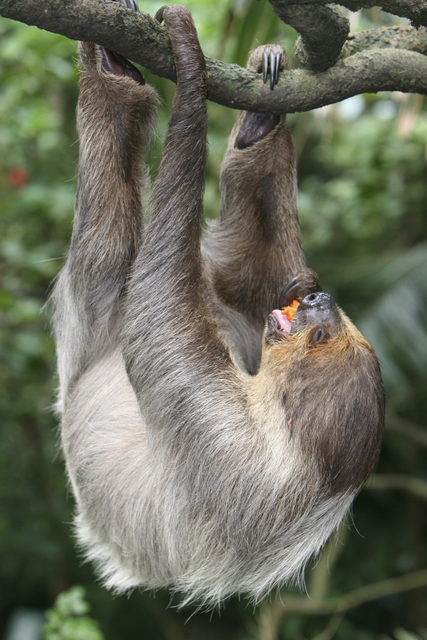 Tembel Hayvan - Konuşan Hayvanlar - Cicicee