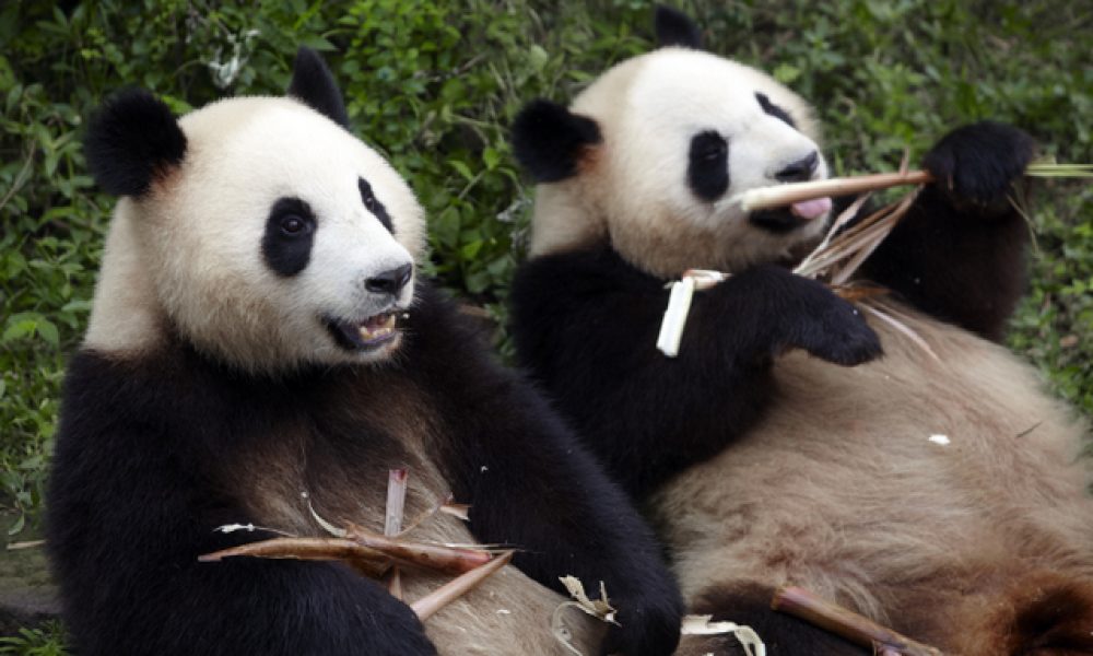 Panda Resimleri - Cicicee